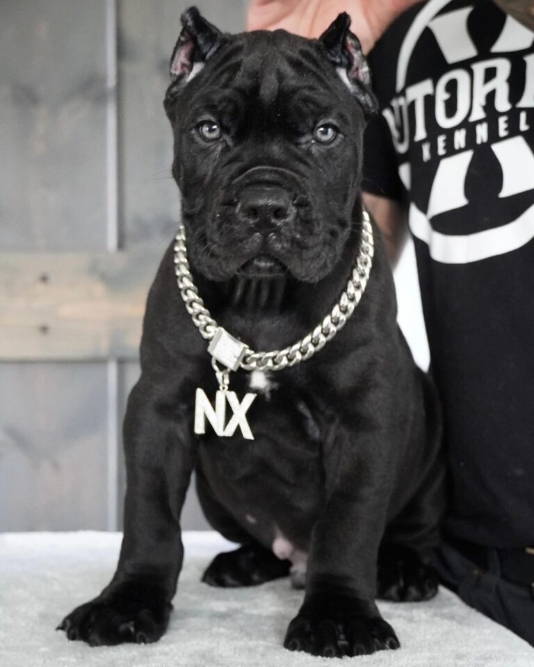 AVAILABLE PUPPIES - GUARDIAN CANE CORSO KENNEL