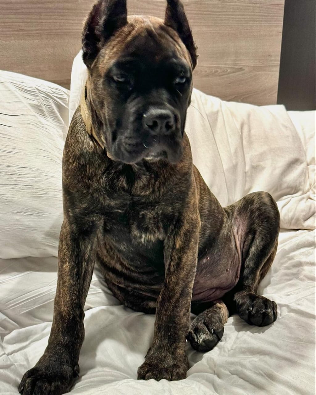 AVAILABLE PUPPIES - GUARDIAN CANE CORSO KENNEL